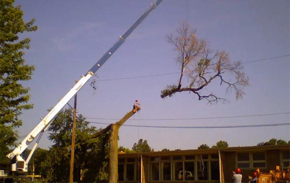 Summer Time “Sudden Limb Drop” American Elm Tree – Livonia, MI @ Tree ...